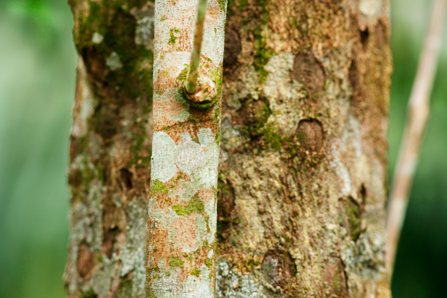 The End of Organic Oud - Ensar Oud