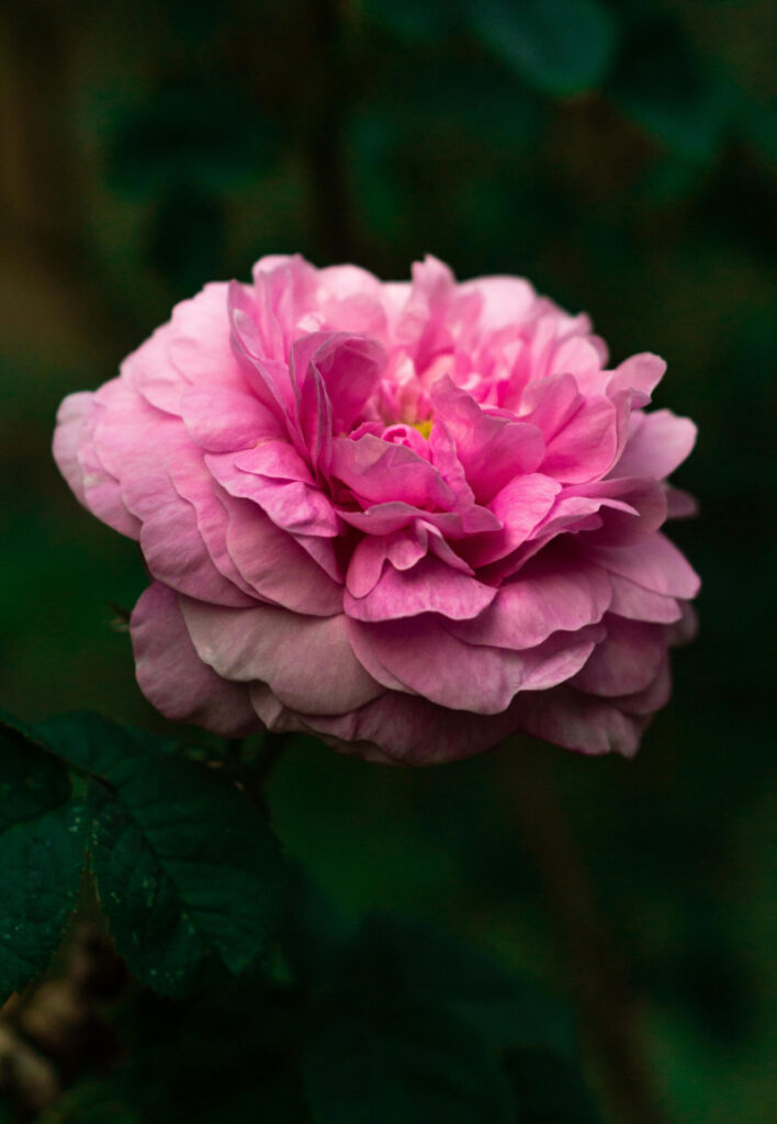 Turkish Rose - Ensar Oud